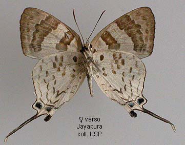 Papua Insects Foundation (Lepidoptera/Lycaenidae/Lycaeninae(Bindahara ...